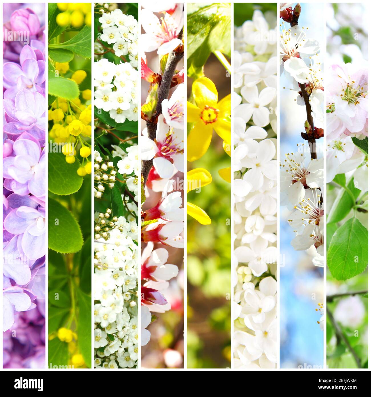 Apple tree new growth leaf Cut Out Stock Images & Pictures - Alamy