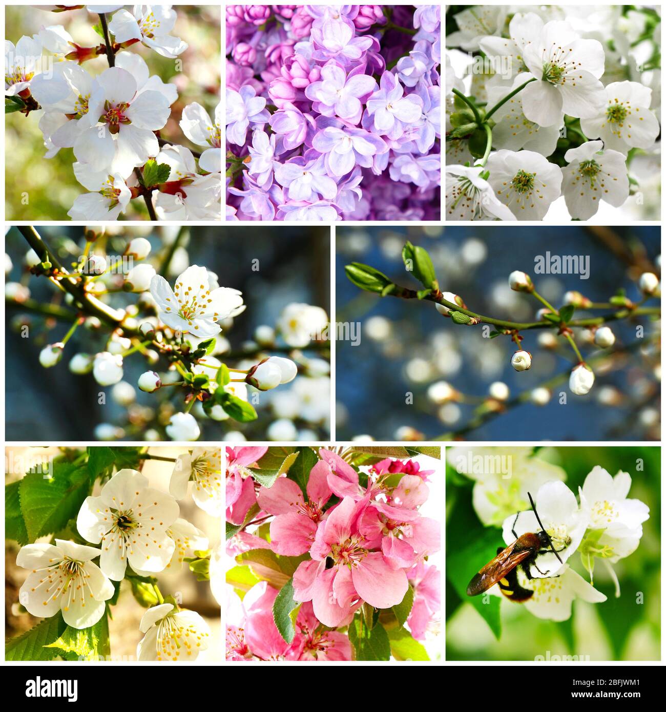 Spring cherry blossom jasmine hi-res stock photography and images - Alamy