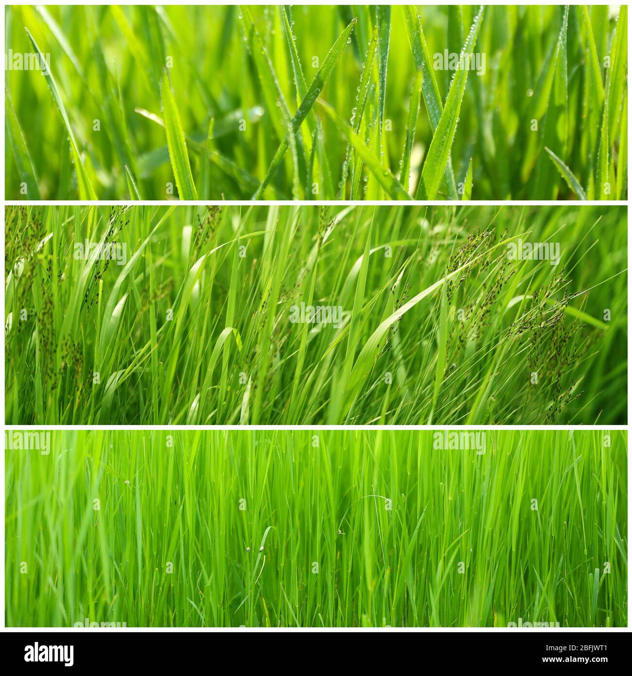 Nature collage. Macro grass with water drops Stock Photo - Alamy
