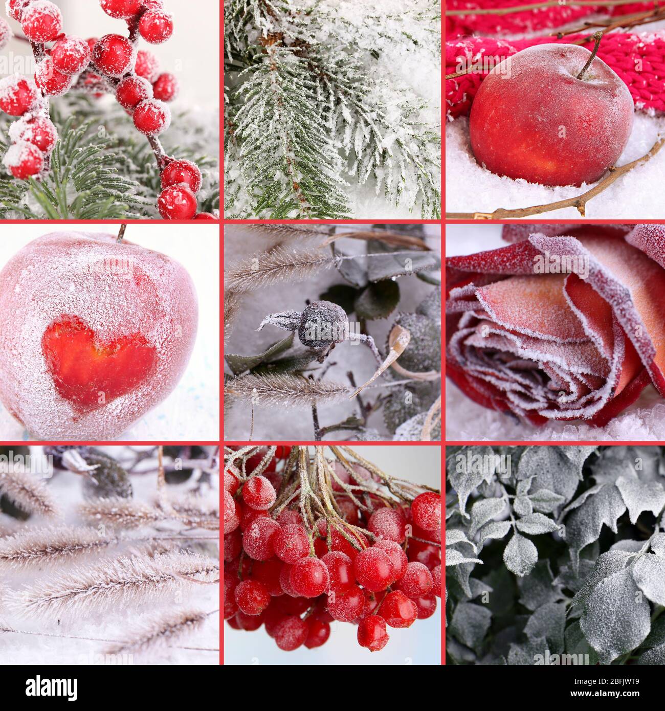 Close up of frozen rowan twig with berry hi-res stock photography and ...