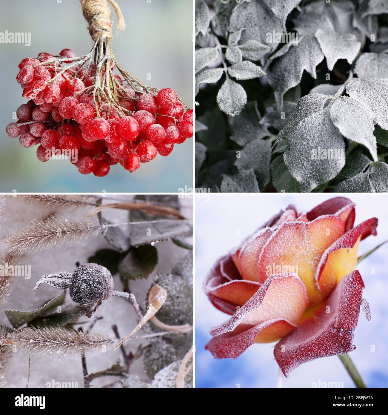 Collage of frozen plants on snow, close up Stock Photo - Alamy