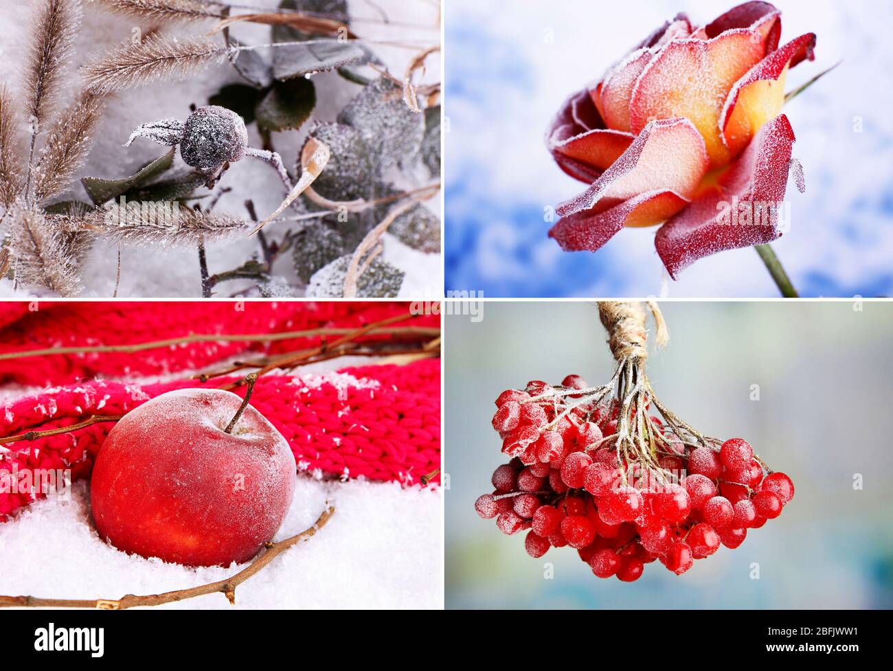 Collage of frozen plants on snow, close up Stock Photo - Alamy