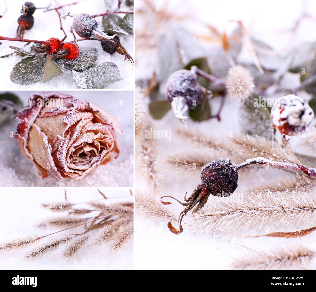 Collage of frozen plants on snow, close up Stock Photo - Alamy
