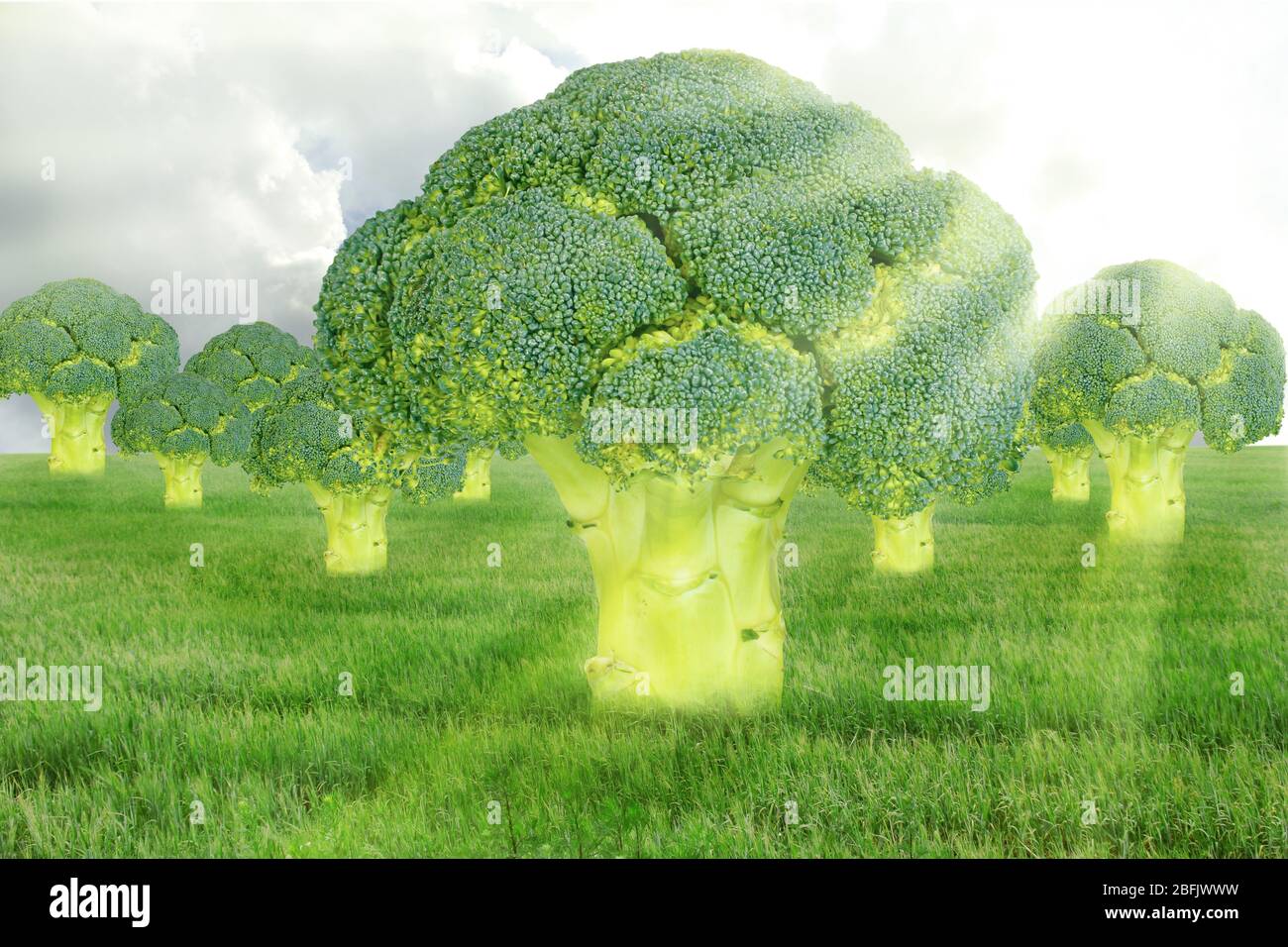 Trees of broccoli.Fantasy landscape Stock Photo - Alamy