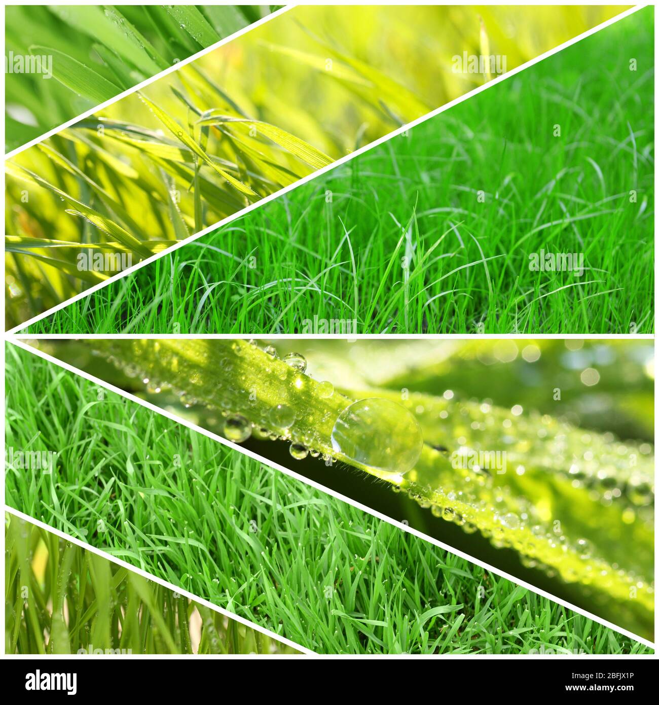 Nature collage. Macro grass with water drops Stock Photo - Alamy