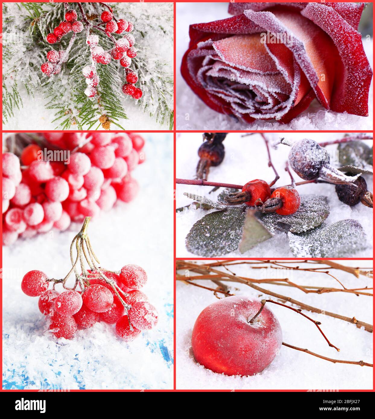 Collage of frozen plants on snow, close up Stock Photo - Alamy