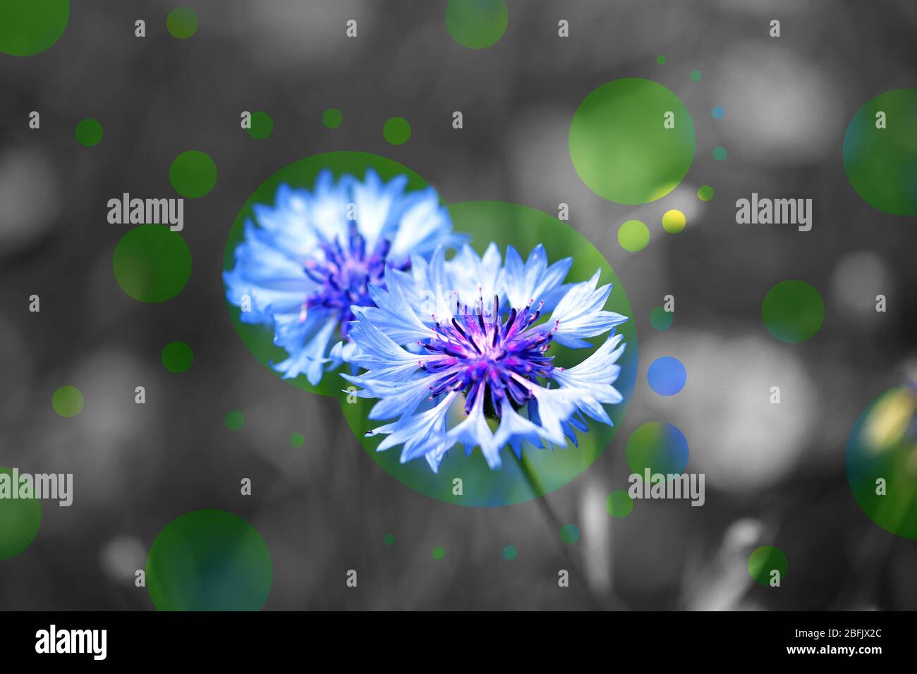 Beautiful flowers, close-up Stock Photo - Alamy
