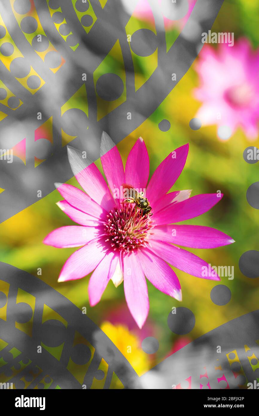 Beautiful flowers, close-up Stock Photo - Alamy