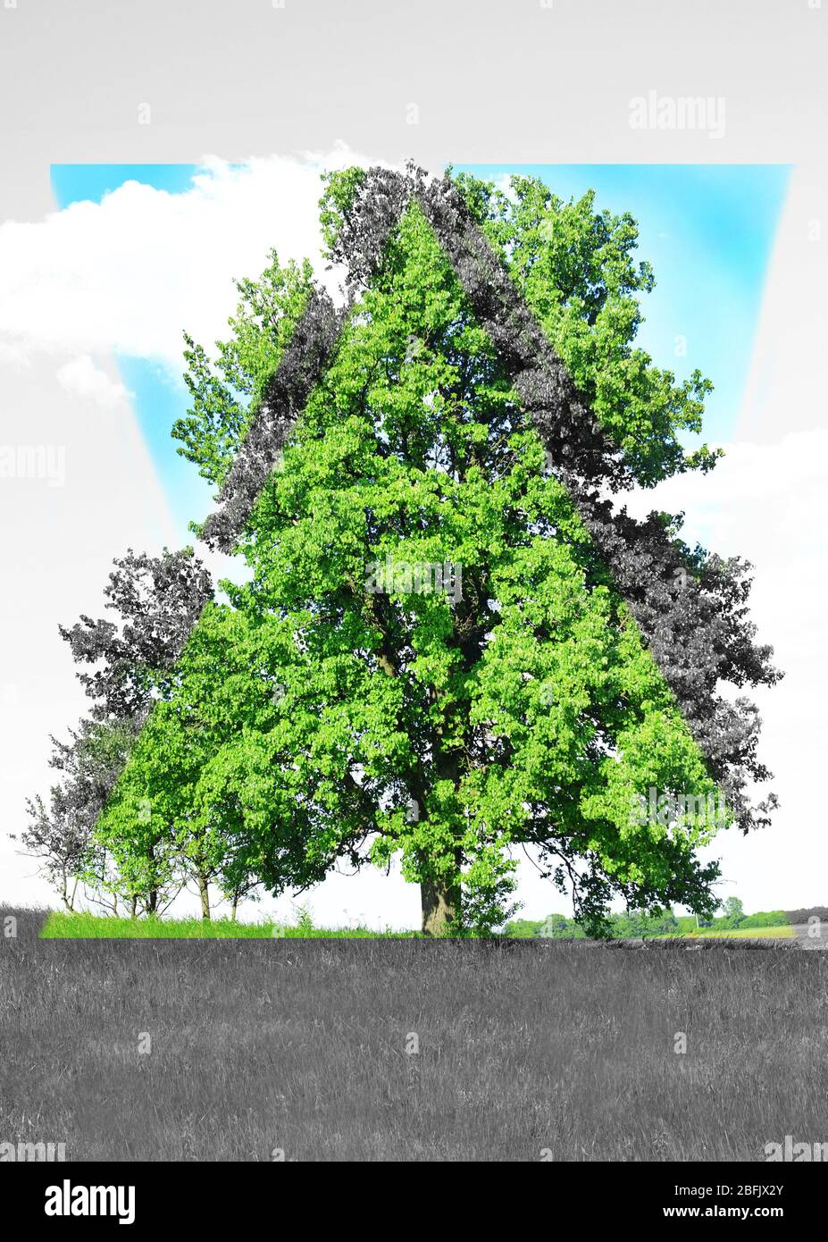Single big old tree hi-res stock photography and images - Alamy