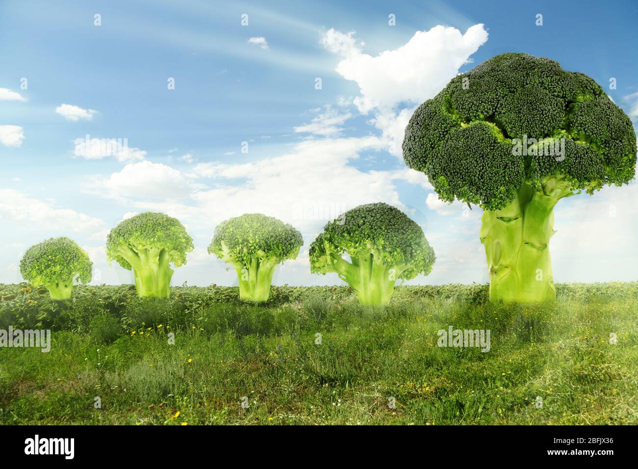Trees of broccoli.Fantasy landscape Stock Photo - Alamy