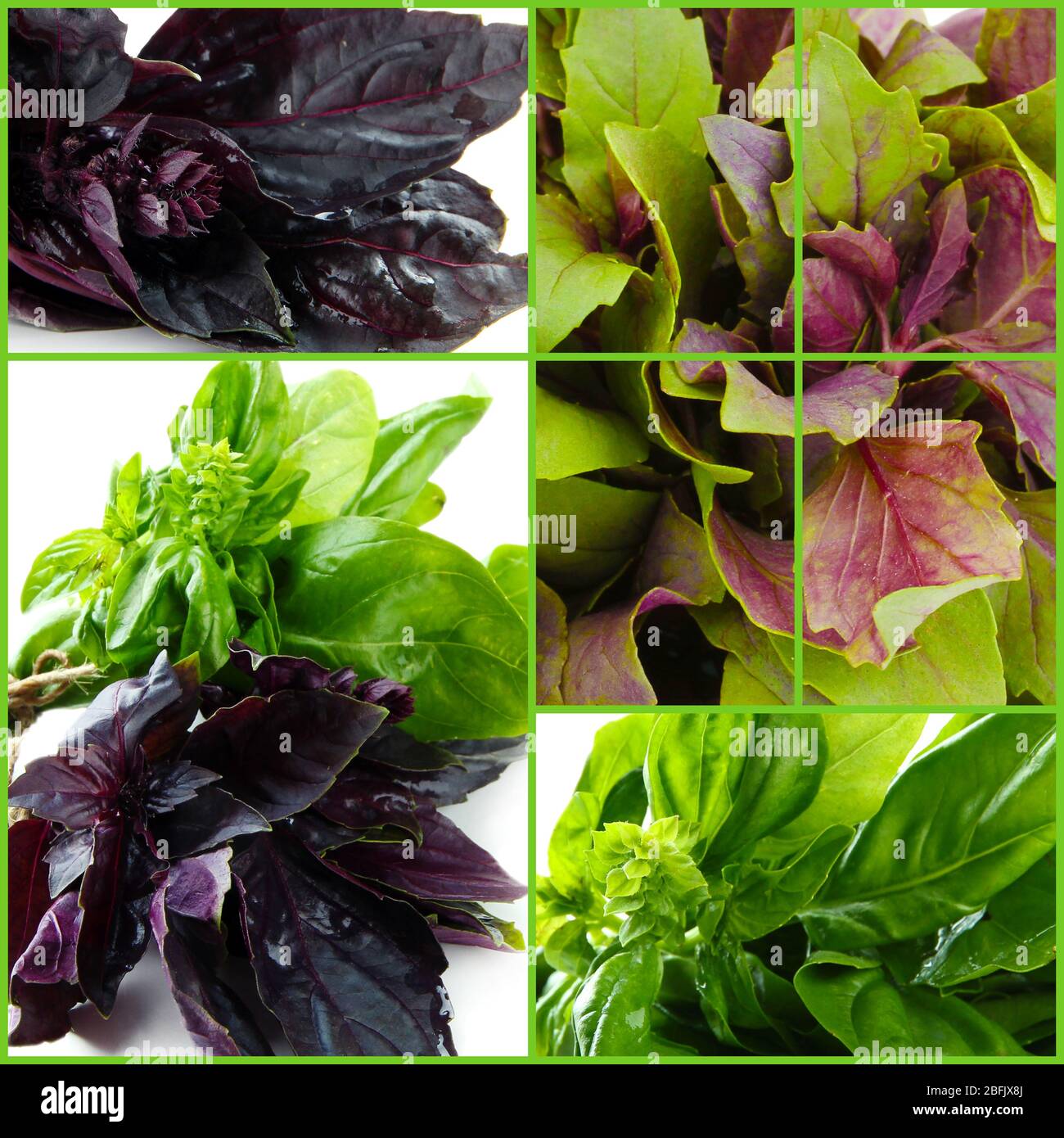 Fresh basil collage Stock Photo - Alamy