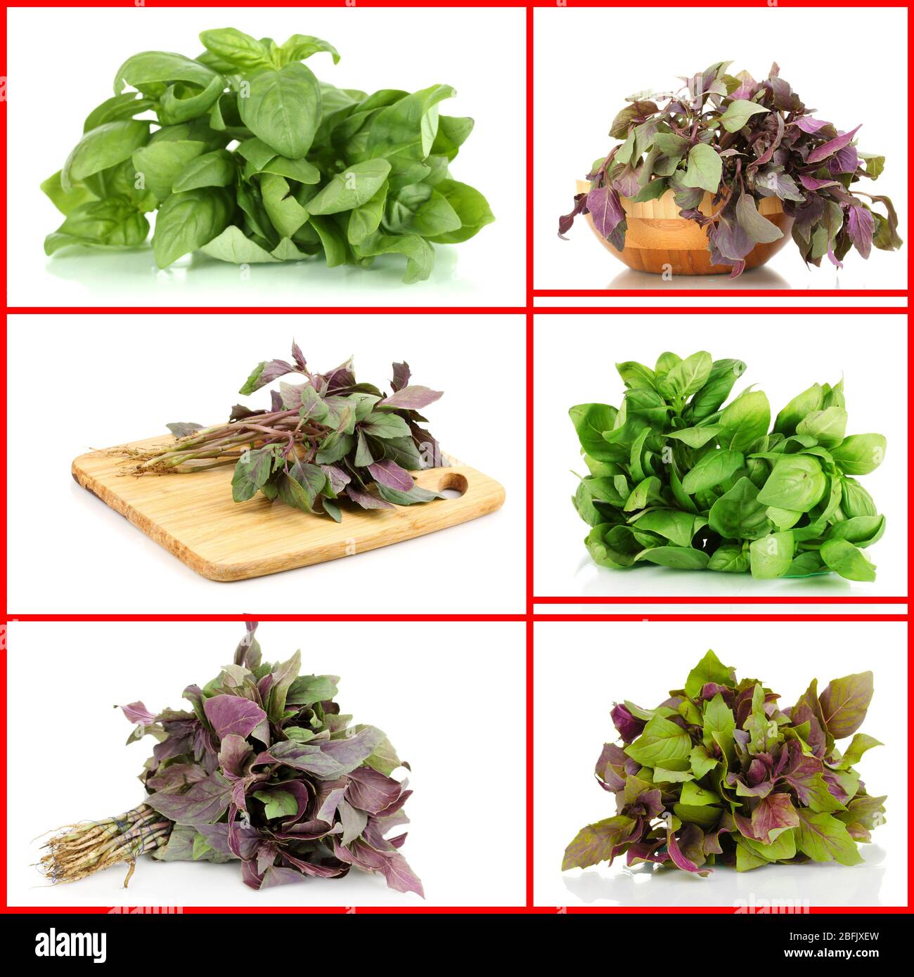 Fresh basil collage Stock Photo - Alamy