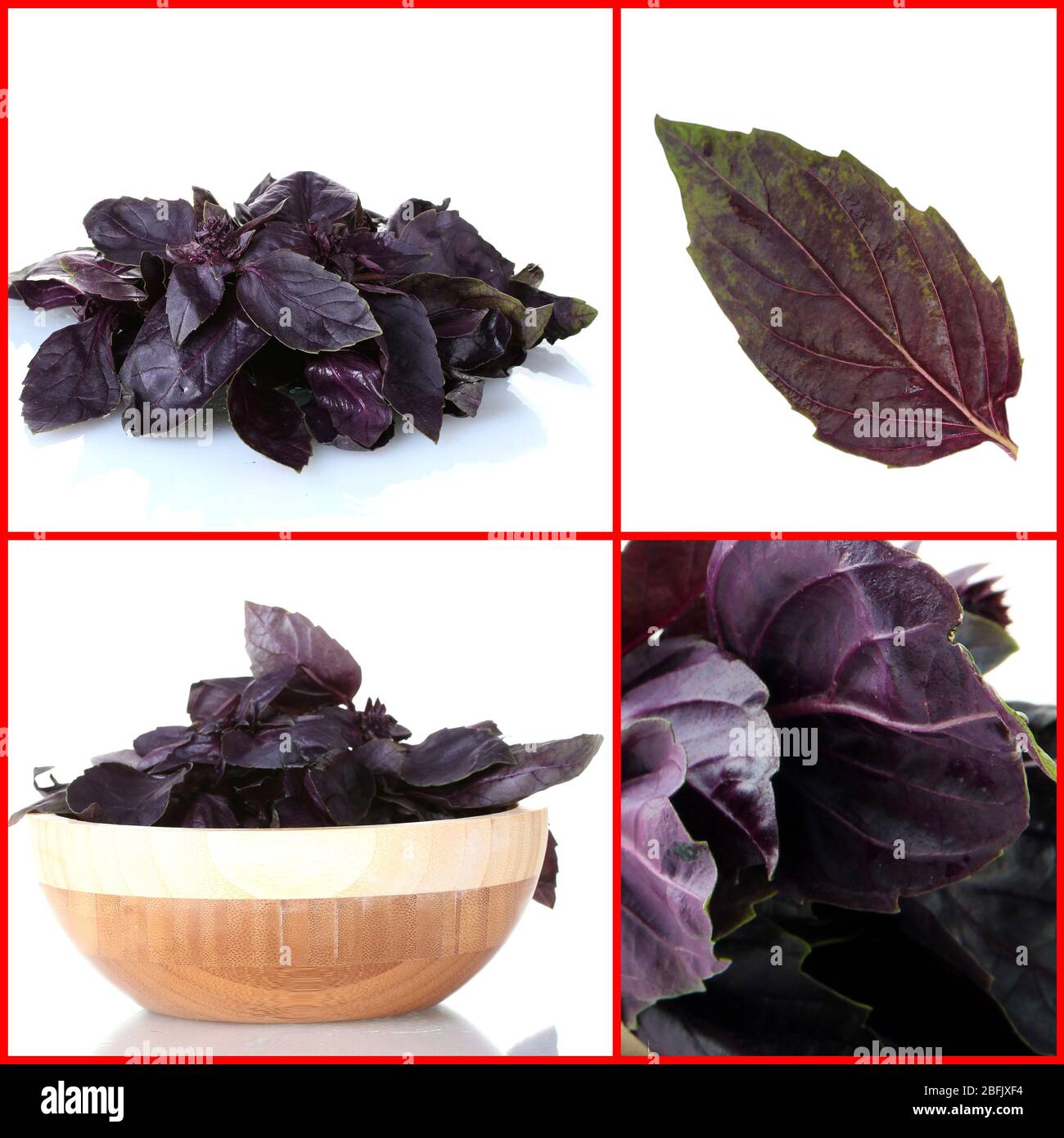 Fresh basil collage Stock Photo - Alamy