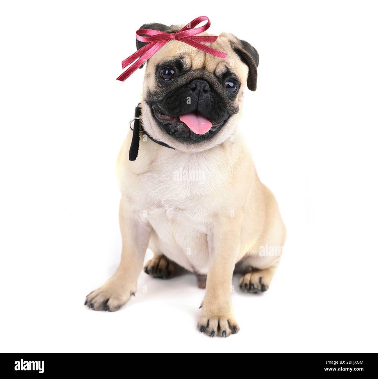 Funny, cute and playful pug dog isolated on white Stock Photo - Alamy