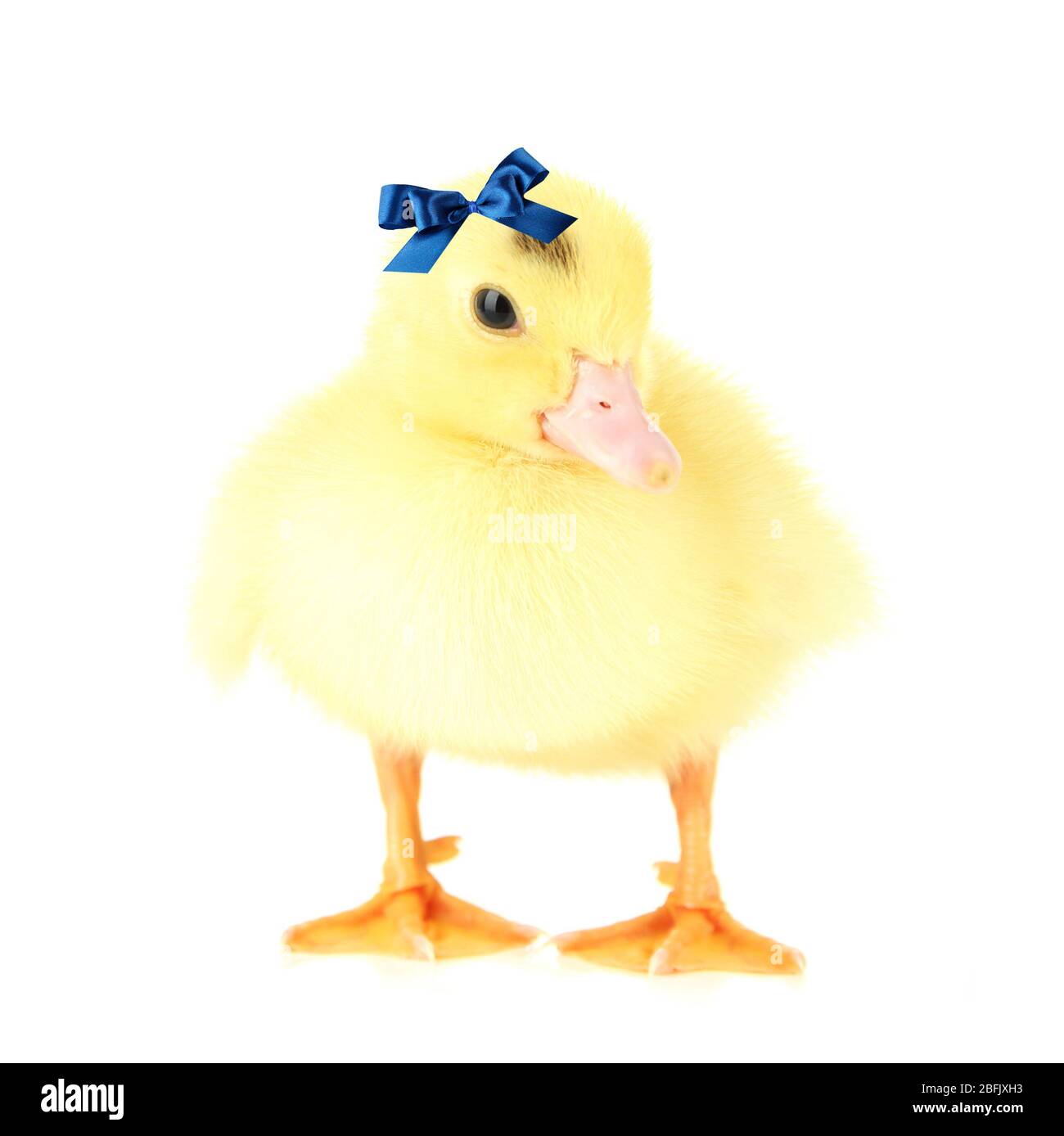 Cute duckling, isolated on white Stock Photo - Alamy
