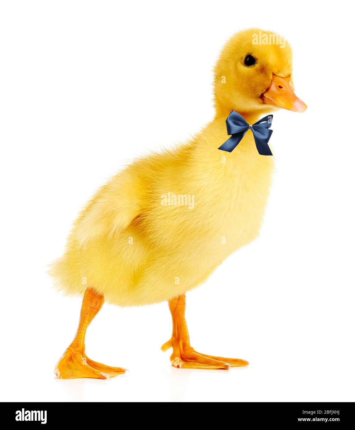 Little cute duckling isolated on white Stock Photo - Alamy