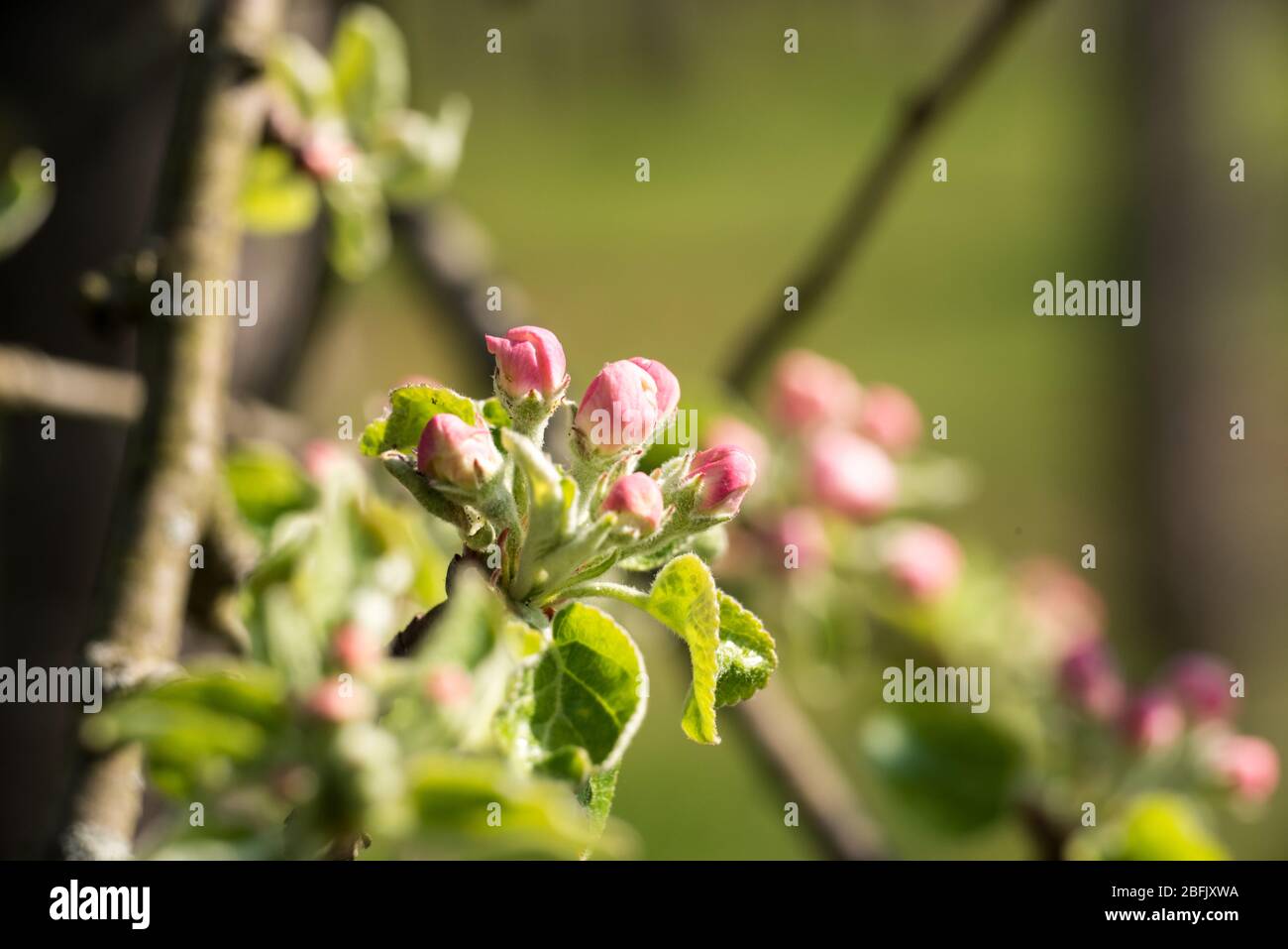 Plum tree right hi-res stock photography and images - Alamy