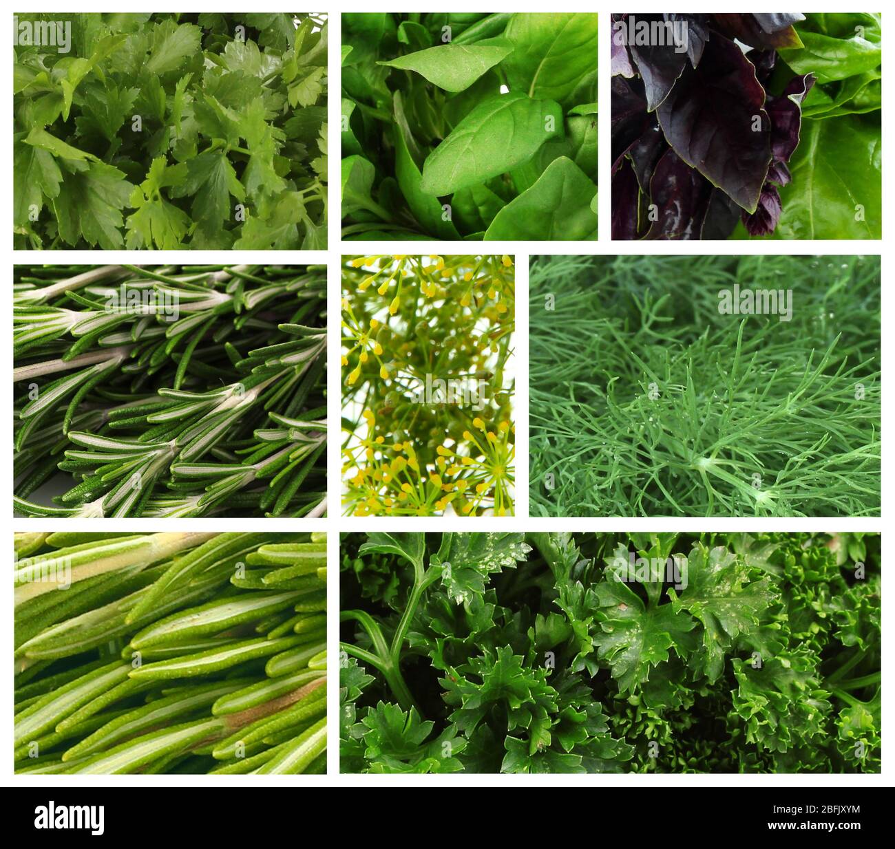 Fresh herbal collage Stock Photo - Alamy
