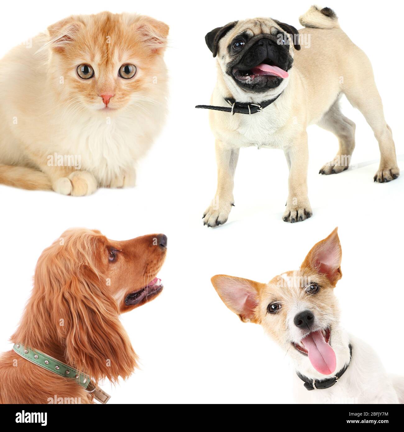 Collage of cute pets isolated on white Stock Photo - Alamy