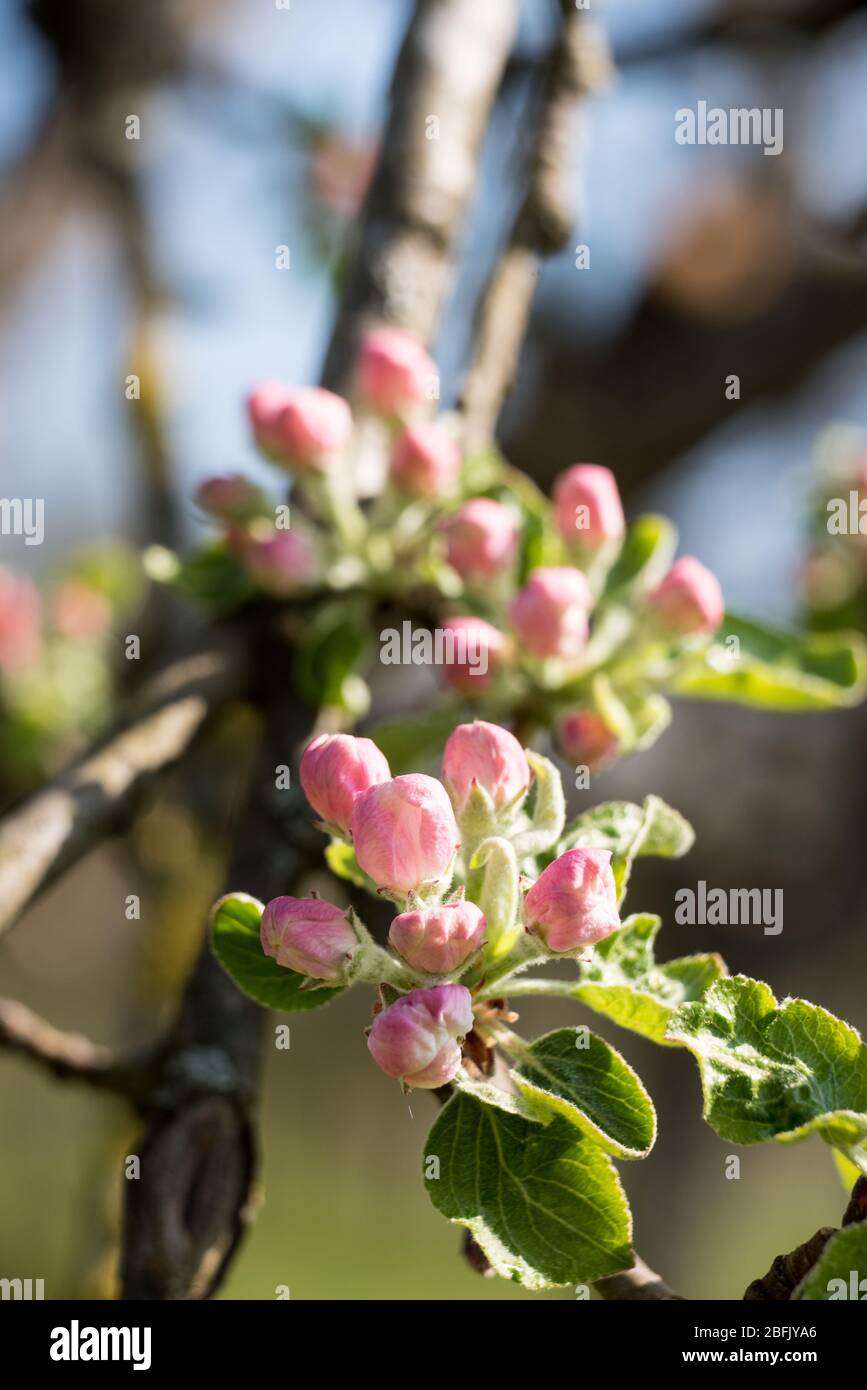 Bud of apple tree right before blooming Stock Photo - Alamy