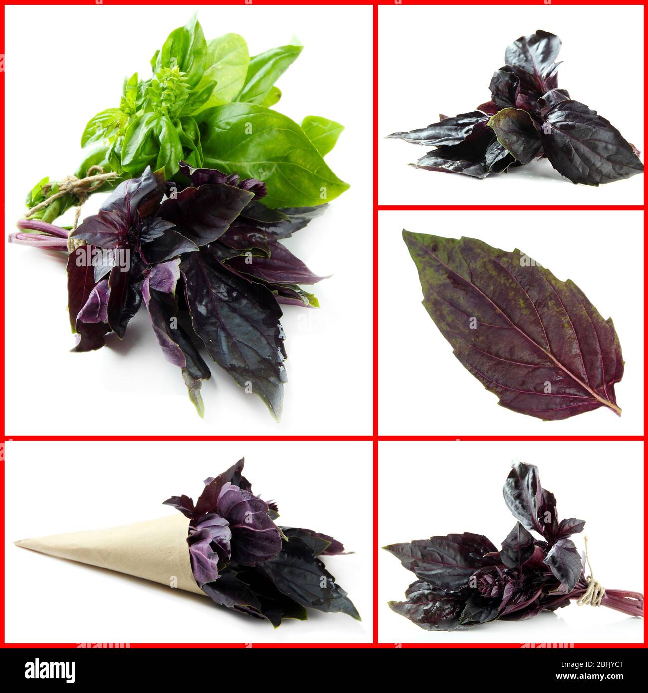 Fresh basil collage Stock Photo - Alamy