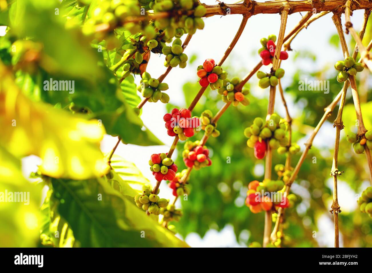 colorful berries coffee beans ripen under the sun Stock Photo - Alamy