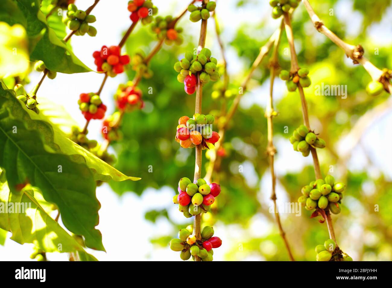 colorful berries coffee beans ripen under the sun Stock Photo - Alamy
