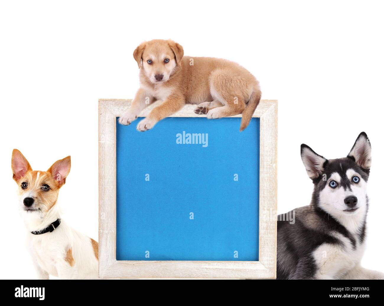 Cute pets with frame isolated on white Stock Photo - Alamy