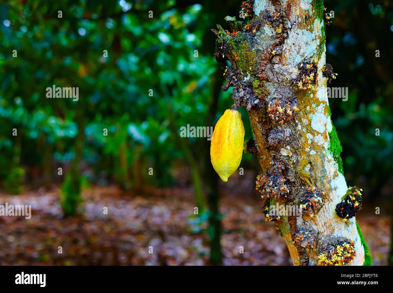 Cocoa on tree trunk hi-res stock photography and images - Alamy