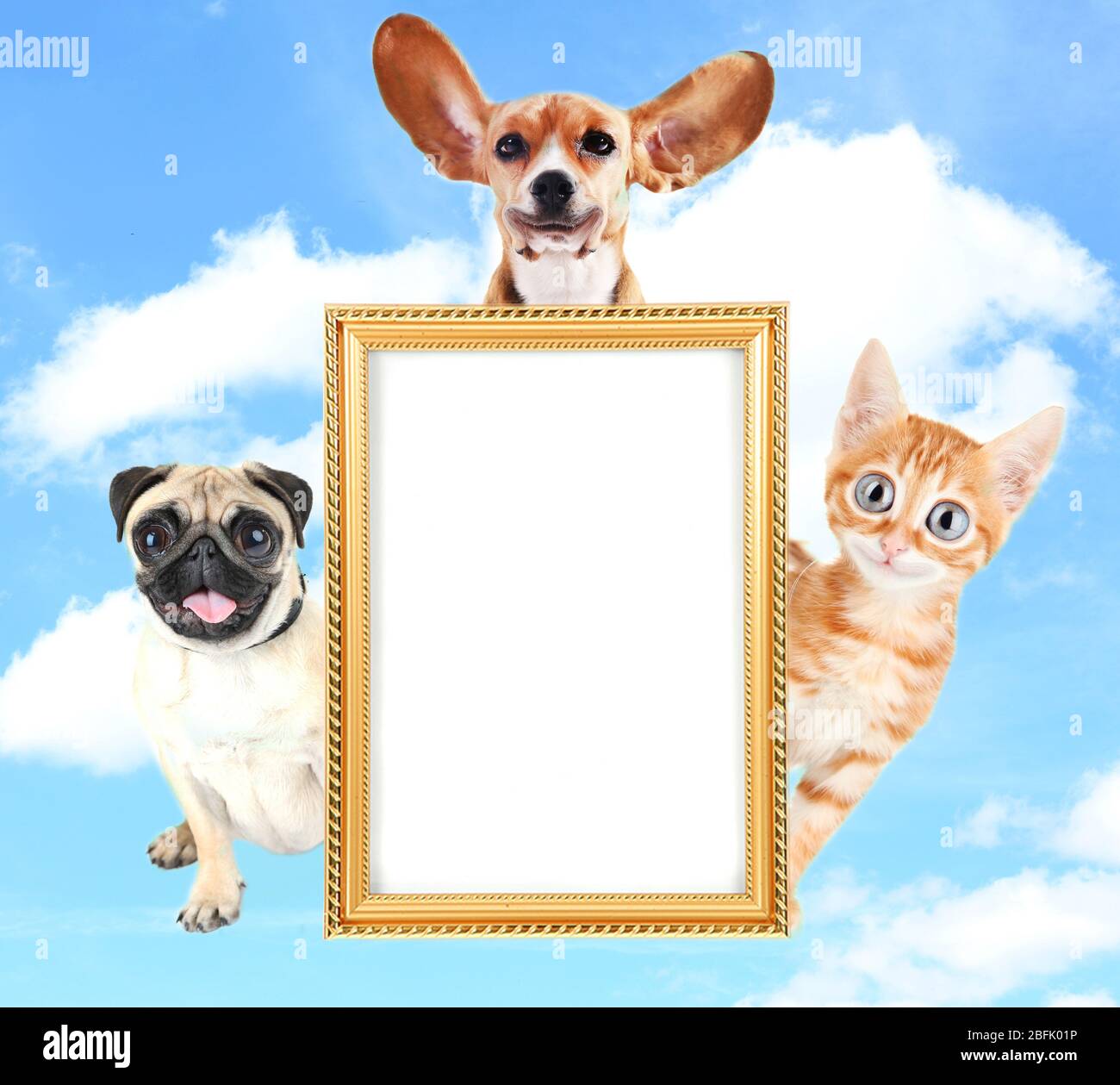 Cute and funny pets with frame on sky background Stock Photo - Alamy