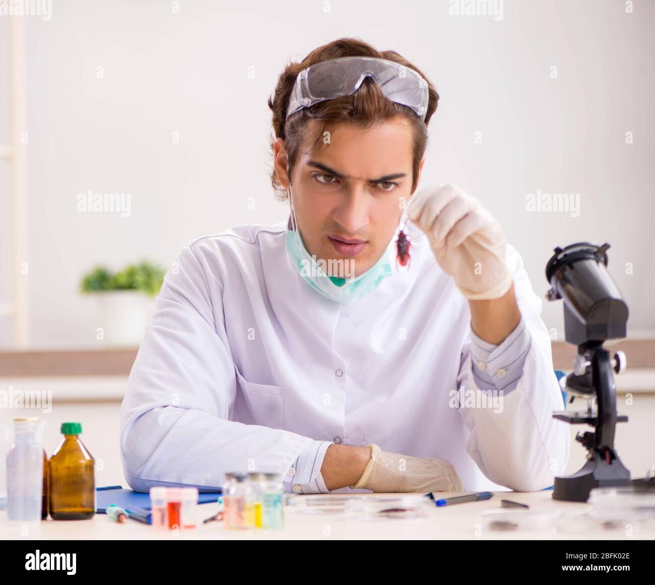 The male entomologist working in the lab on new species Stock Photo - Alamy