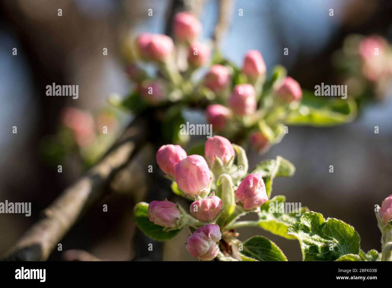 Bud of apple tree right before blooming Stock Photo - Alamy