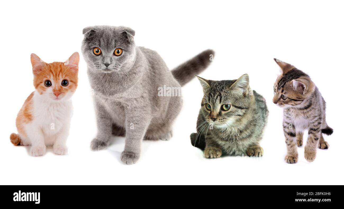 Collage of four cats isolated on white Stock Photo - Alamy