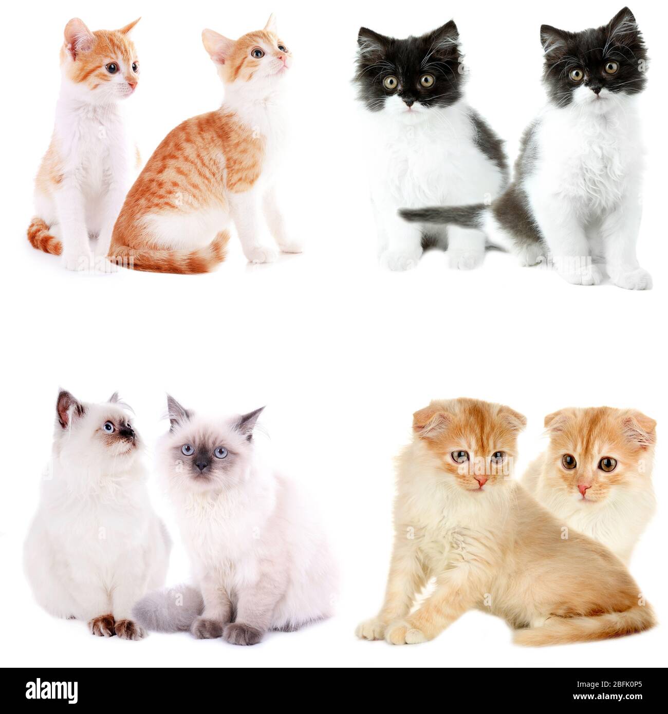 Set cute kittens on Cut Out Stock Images & Pictures - Alamy
