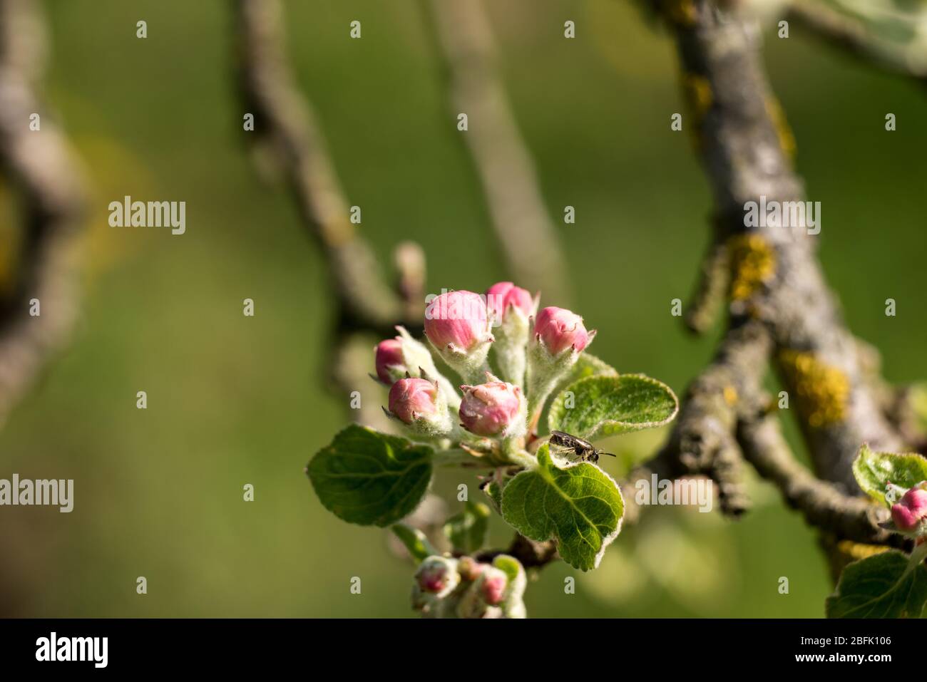Bud of apple tree right before blooming Stock Photo - Alamy