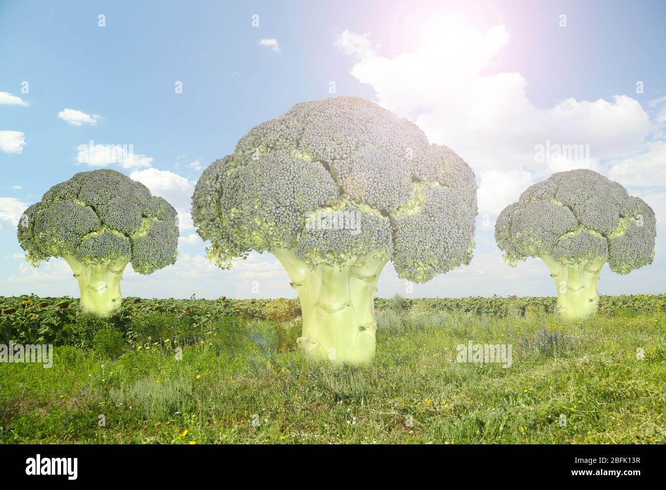Trees of broccoli.Fantasy landscape Stock Photo - Alamy
