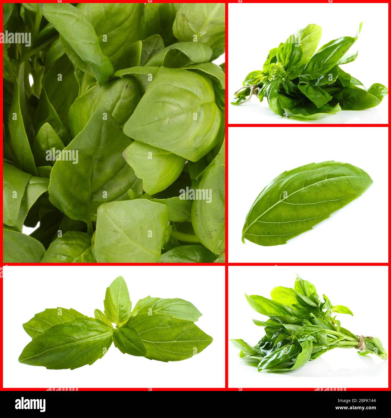 Fresh basil collage Stock Photo - Alamy
