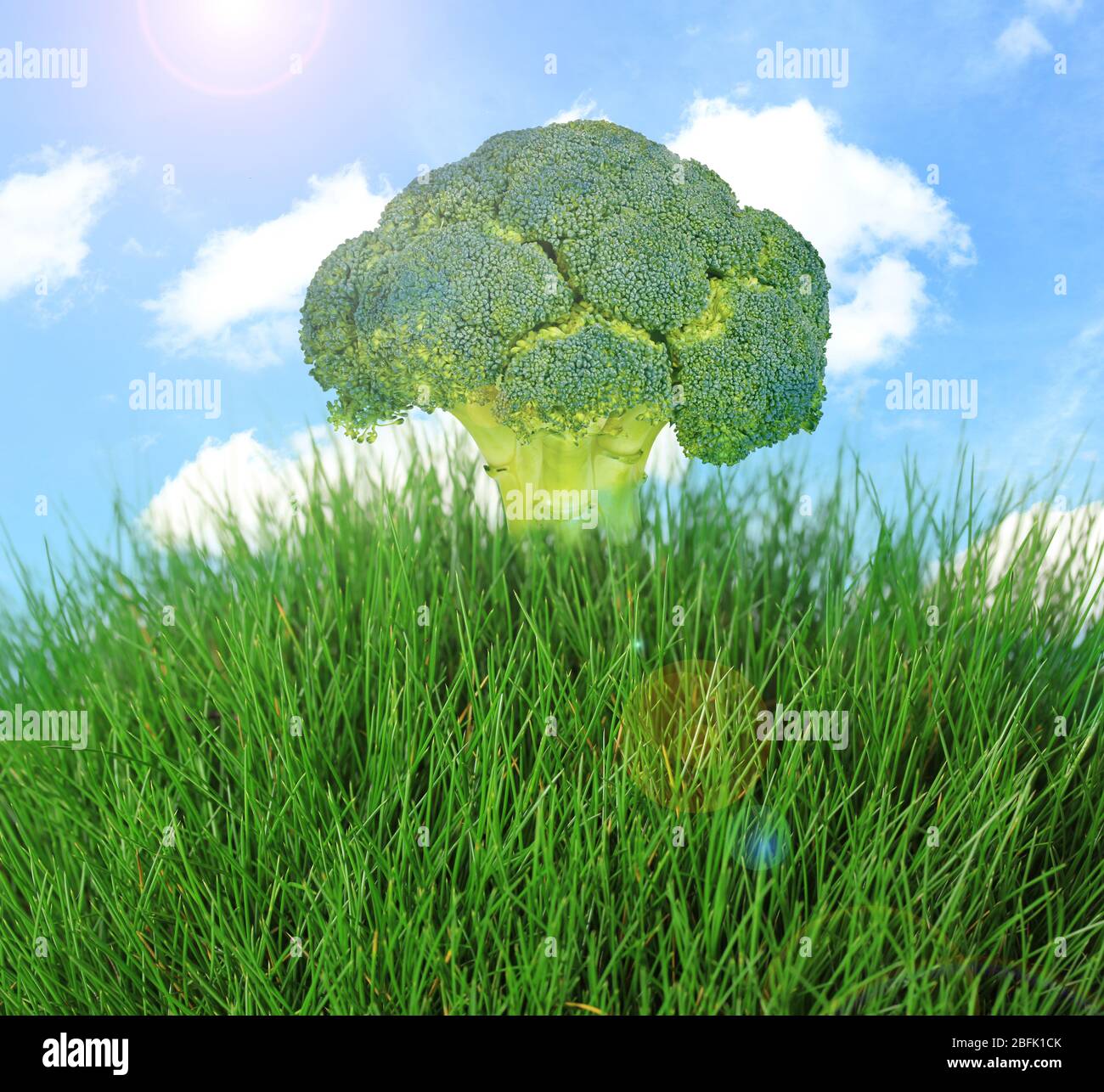 Tree of broccoli.Fantasy landscape Stock Photo - Alamy