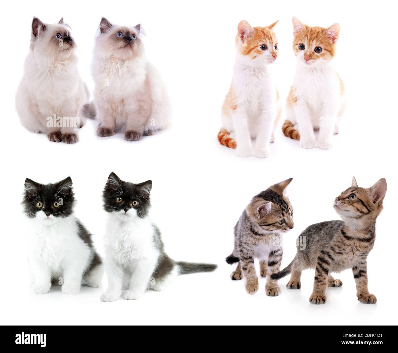 Set cute kittens on Cut Out Stock Images & Pictures - Alamy