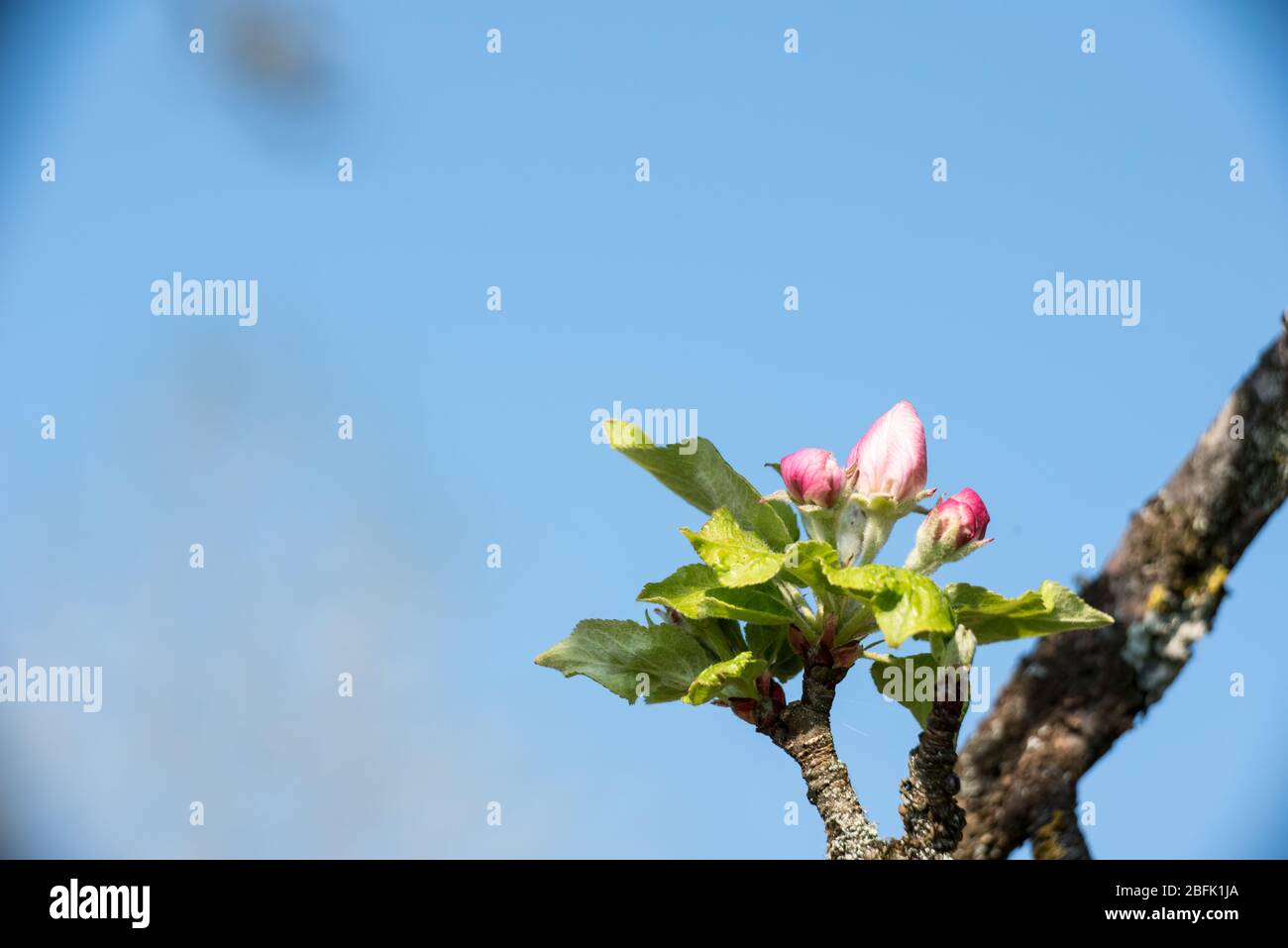 Bud of apple tree right before blooming Stock Photo - Alamy