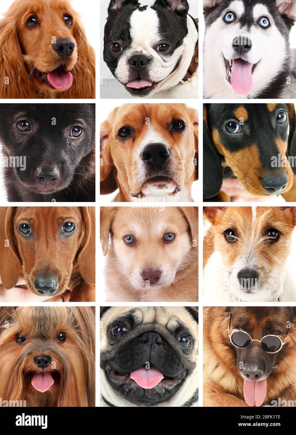 Dog portraits collage Stock Photo - Alamy