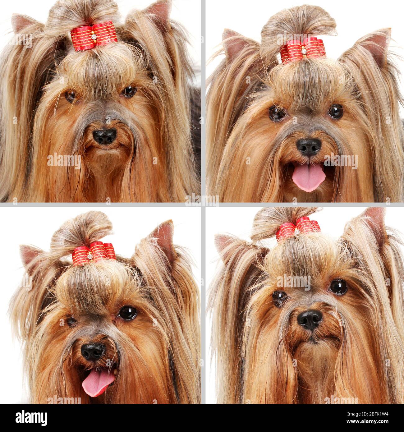 Yorkshire portraits collage Stock Photo - Alamy