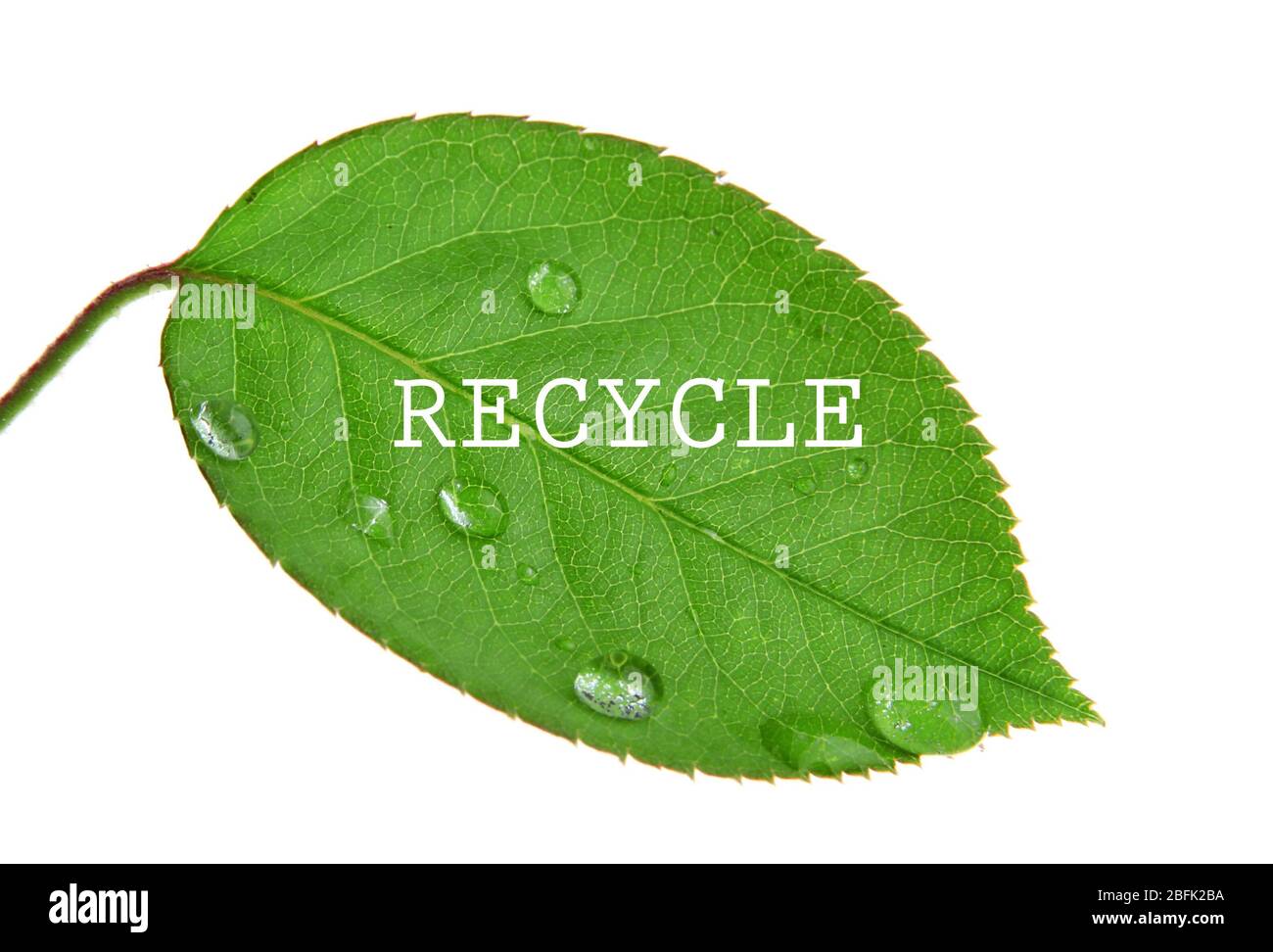 Word recycle symbol on green leaf, recycling concept Stock Photo - Alamy