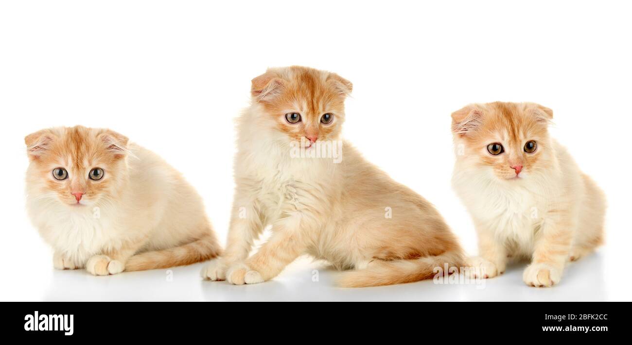Collection of cute kitten isolated on white Stock Photo - Alamy