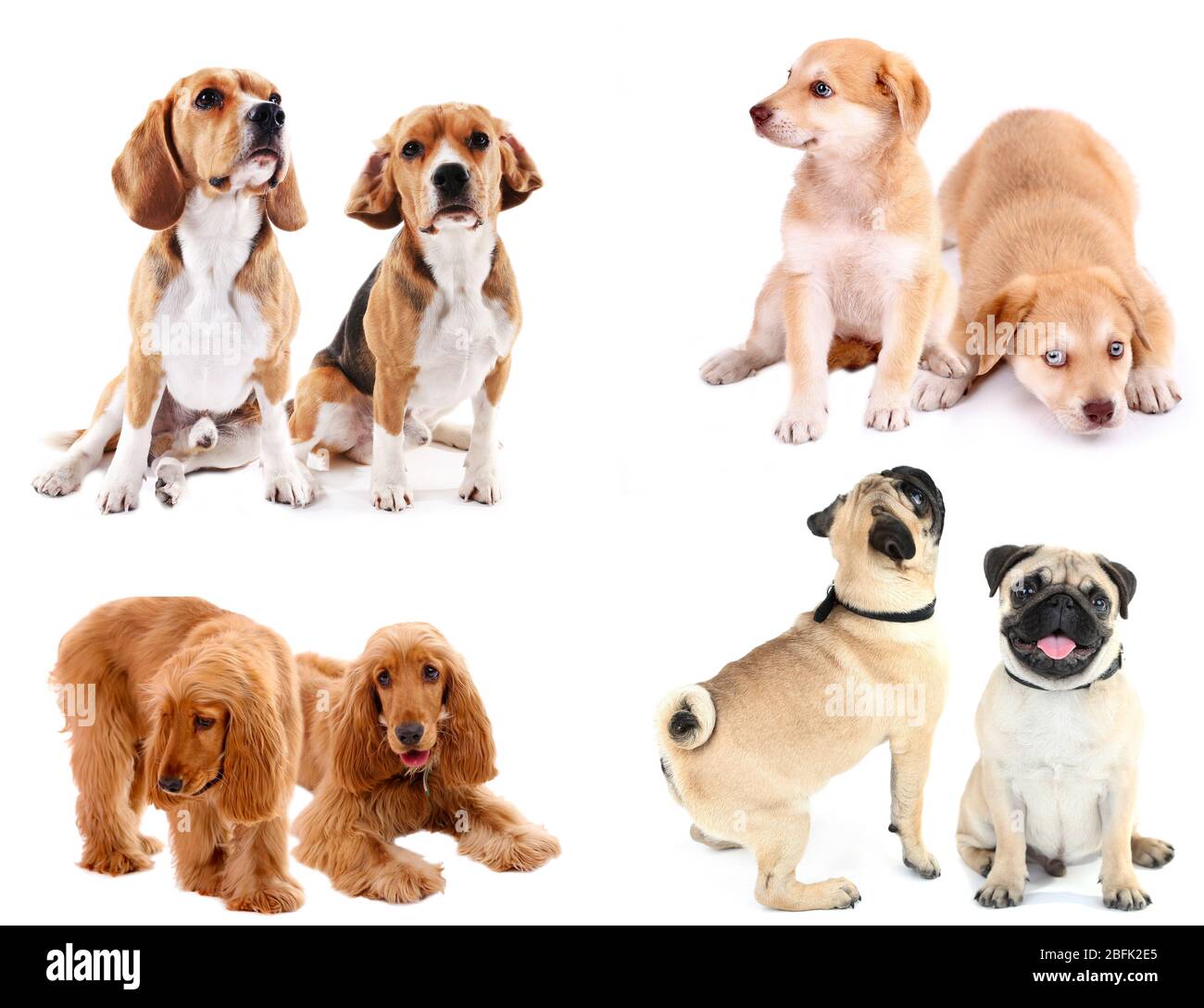 Dog collage hi-res stock photography and images - Alamy
