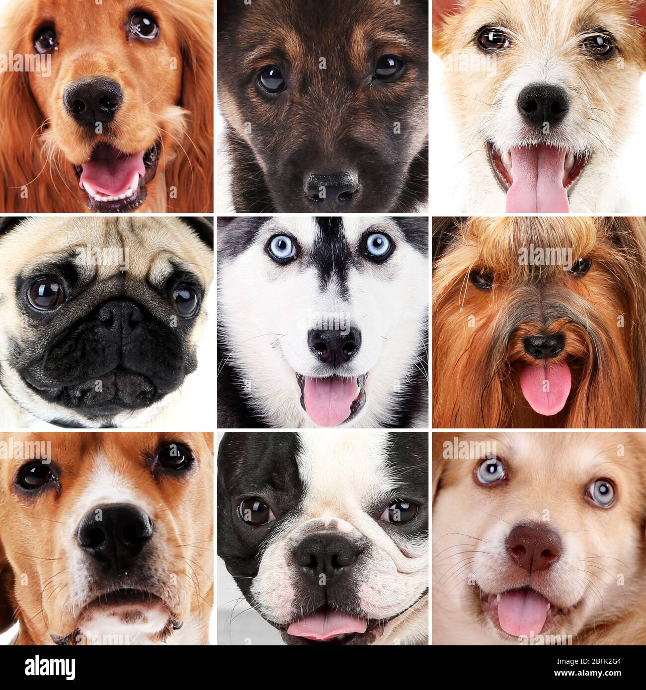 Dog portraits collage Stock Photo - Alamy