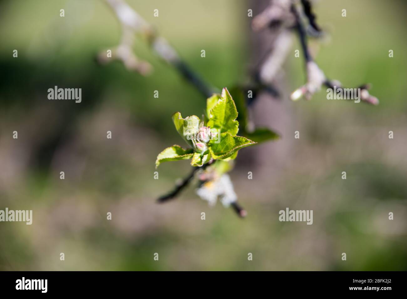 Bud of apple tree right before blooming Stock Photo - Alamy