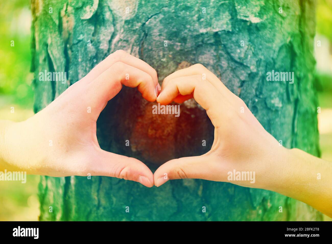 Hands making heart shape frame in front of tree Stock Photo - Alamy
