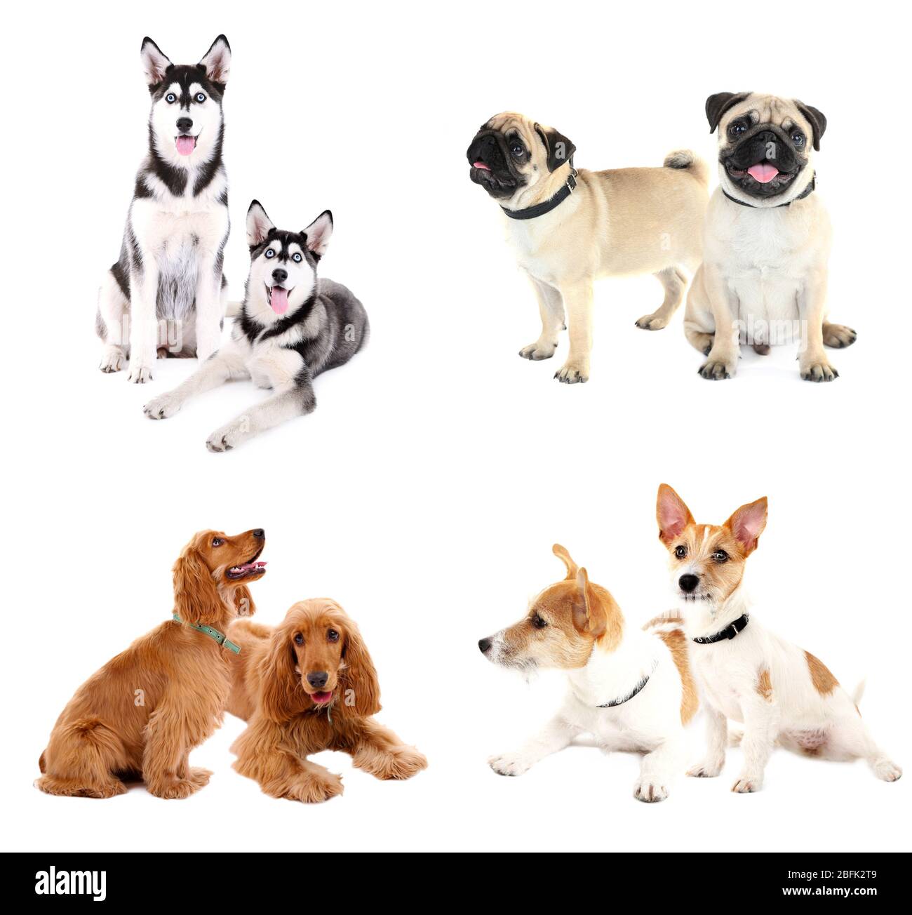 Dog collage Cut Out Stock Images & Pictures - Alamy