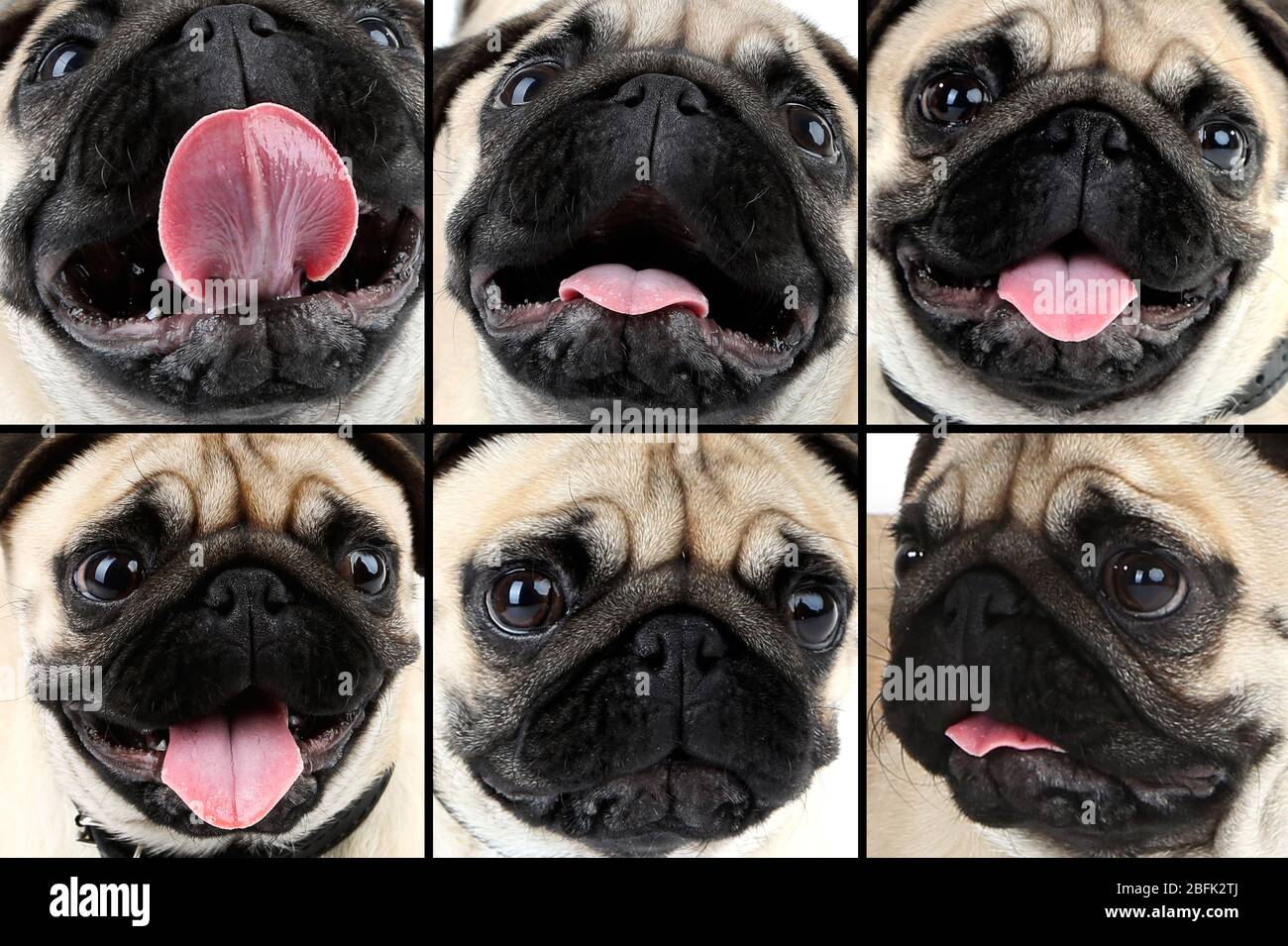 Pug dog portraits collage Stock Photo - Alamy